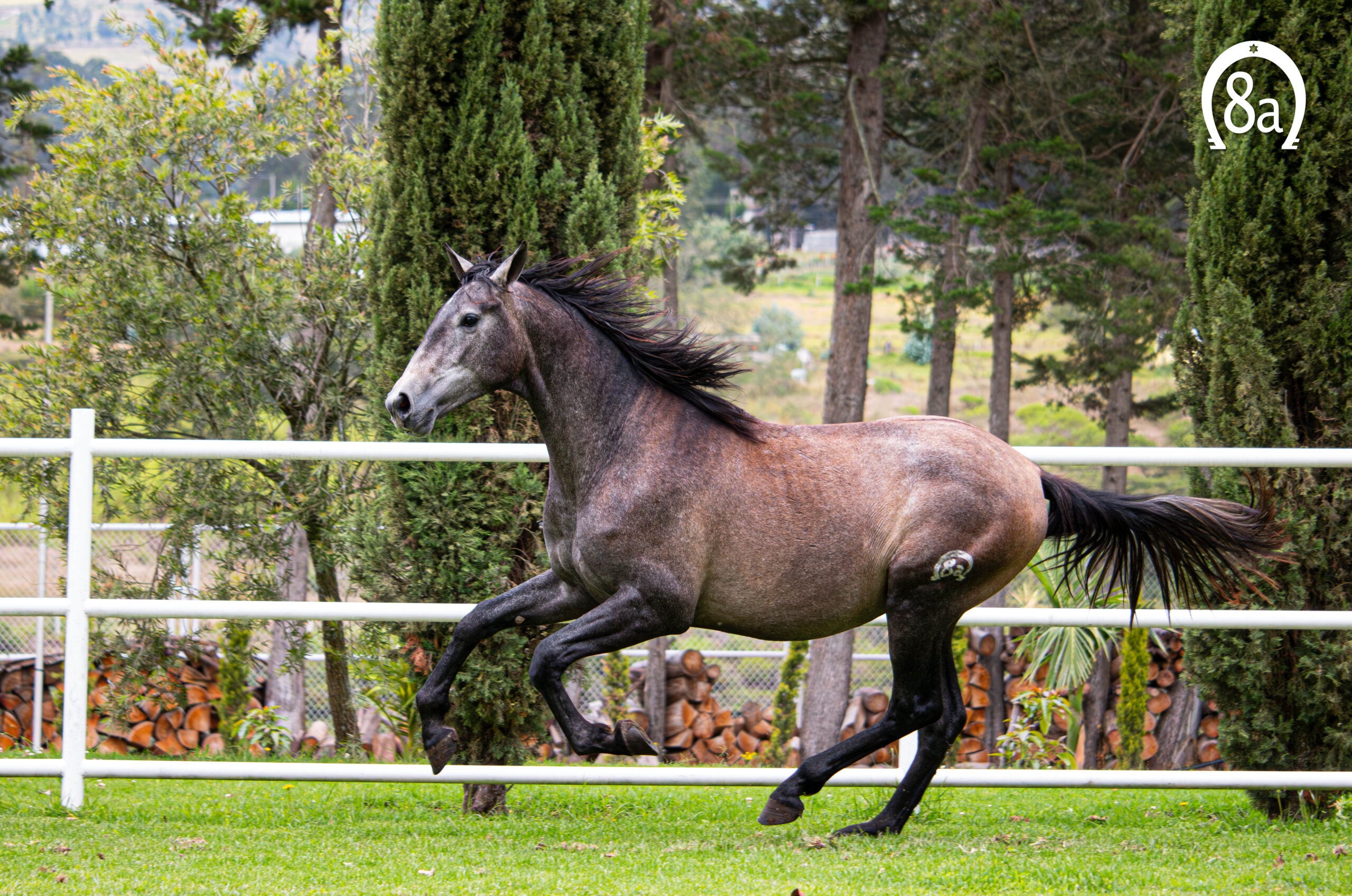 Potros y potras - Criadero la Bella